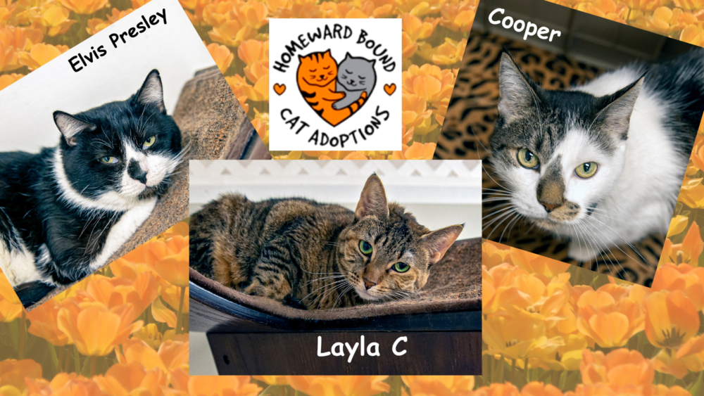 November Is Adopt A Senior Pet Month Non Profit News Vegas
